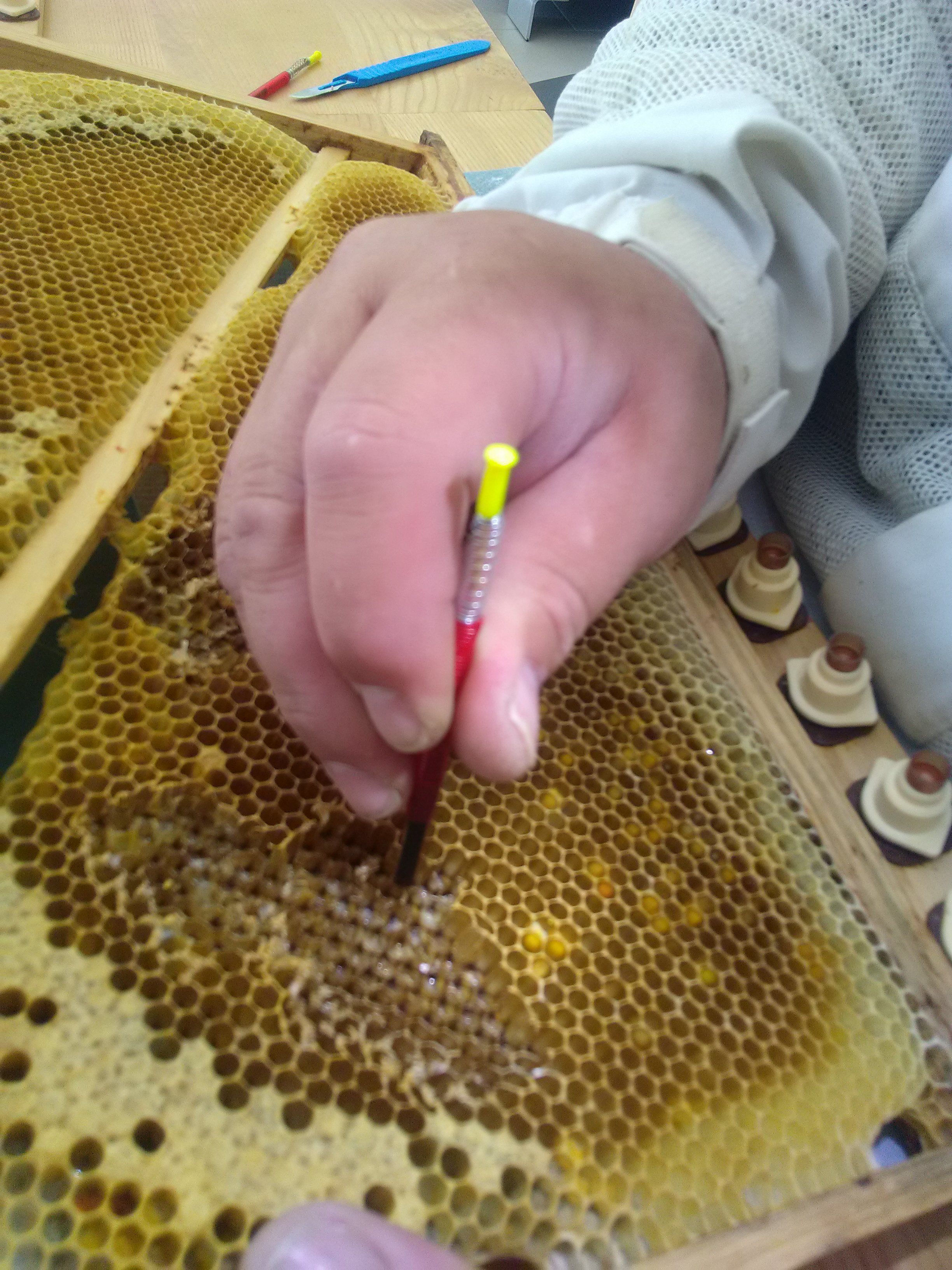 Nos formations : apiculture, formations apiculture, formations apicoles ...